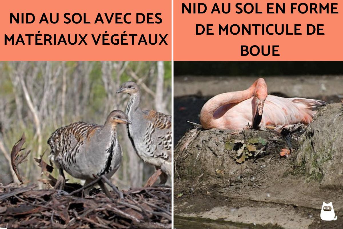 Différents types de nids d'oiseaux - Caractéristiques et exemples