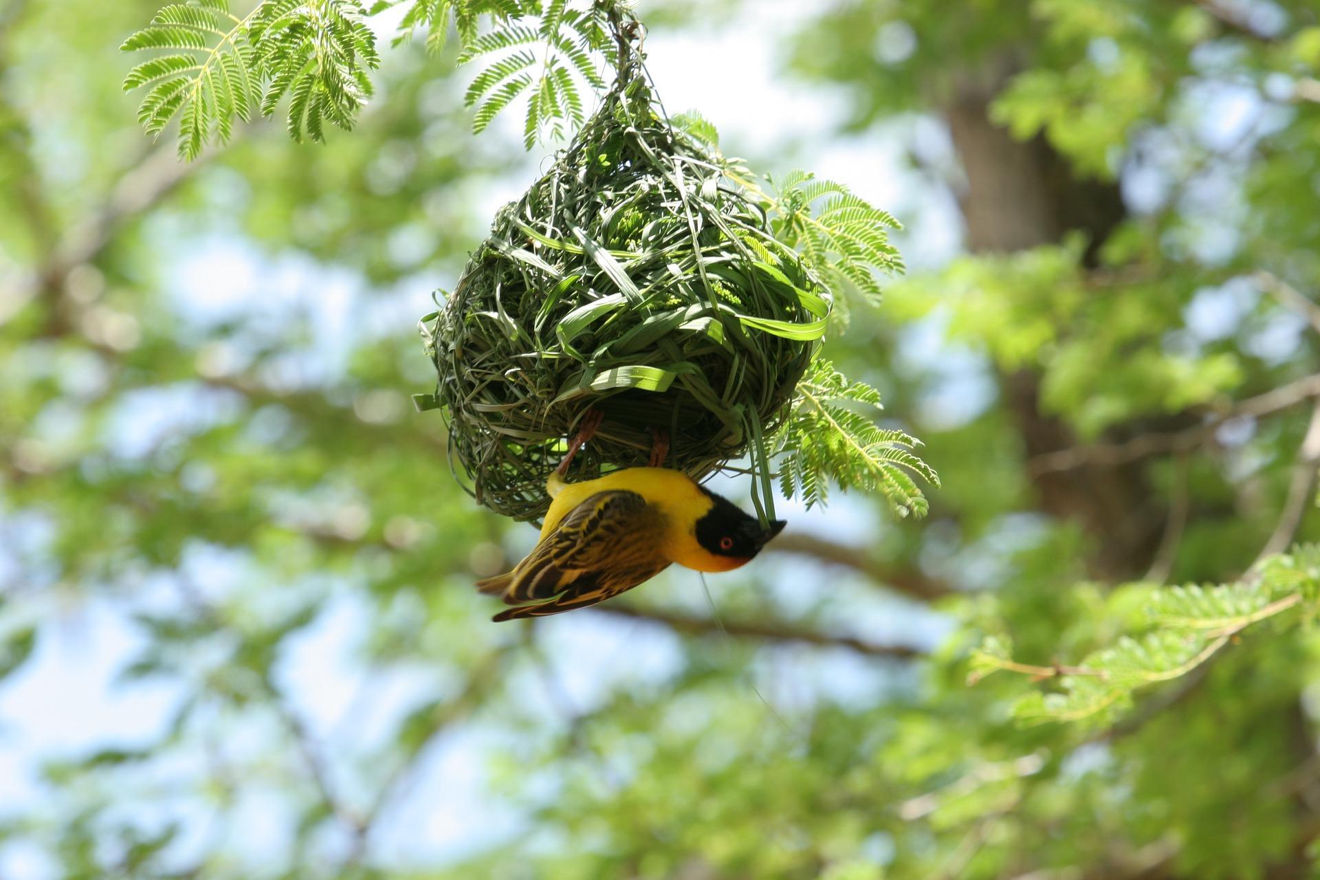 Différents types de nids d'oiseaux - Caractéristiques et exemples