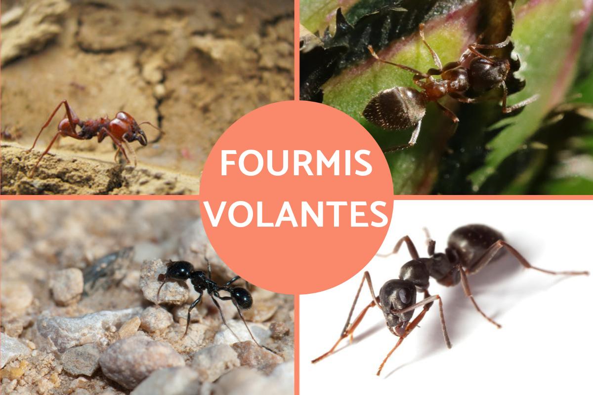 Fourmis volantes - Types et caractéristiques