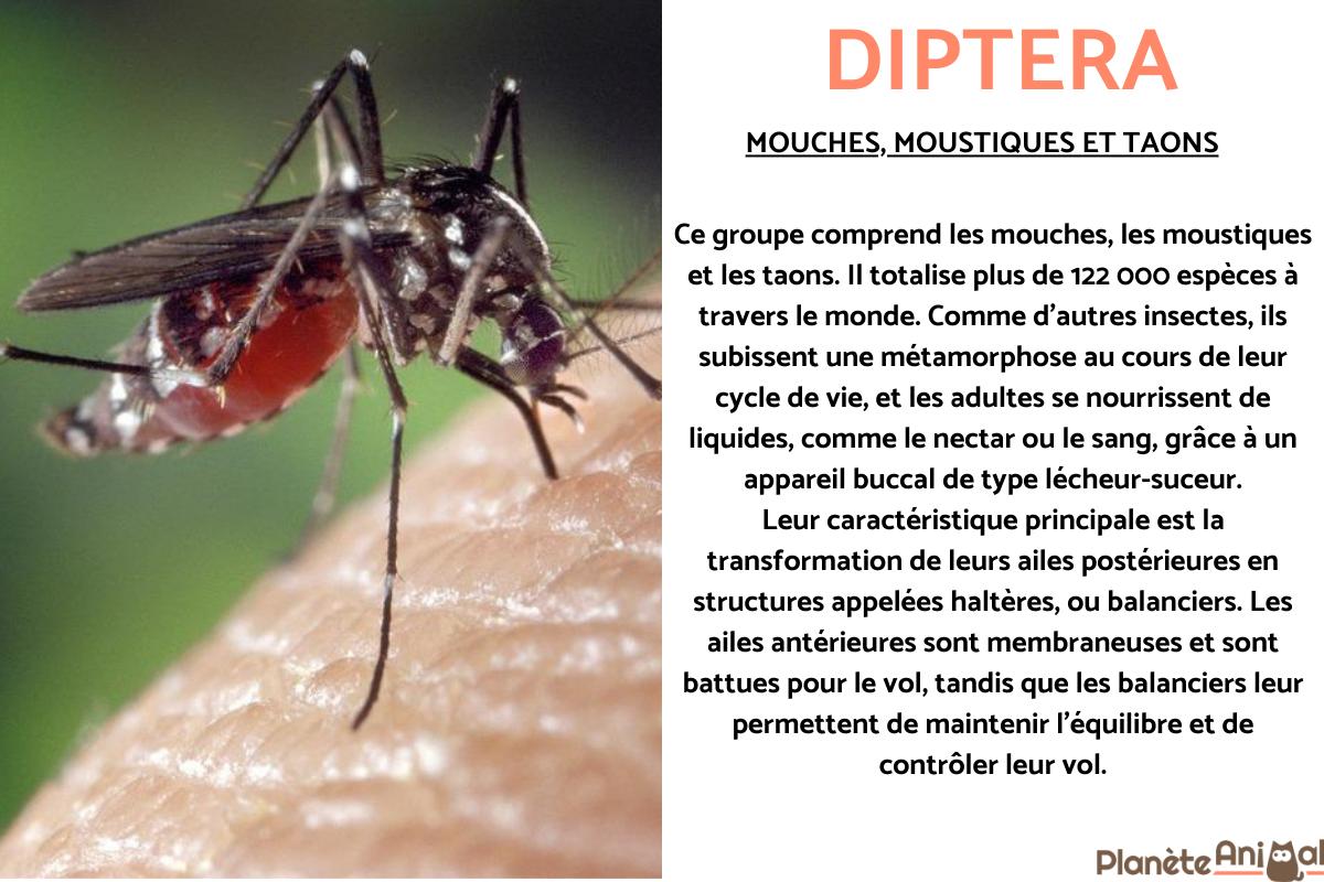 Les NOMS des INSECTES avec PHOTOS - Caractéristiques et Liste