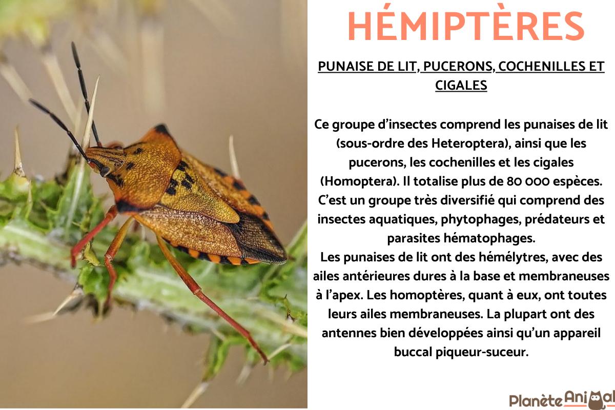 Les NOMS des INSECTES avec PHOTOS - Caractéristiques et Liste