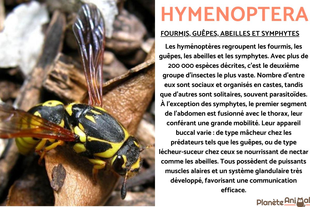 Les NOMS des INSECTES avec PHOTOS - Caractéristiques et Liste