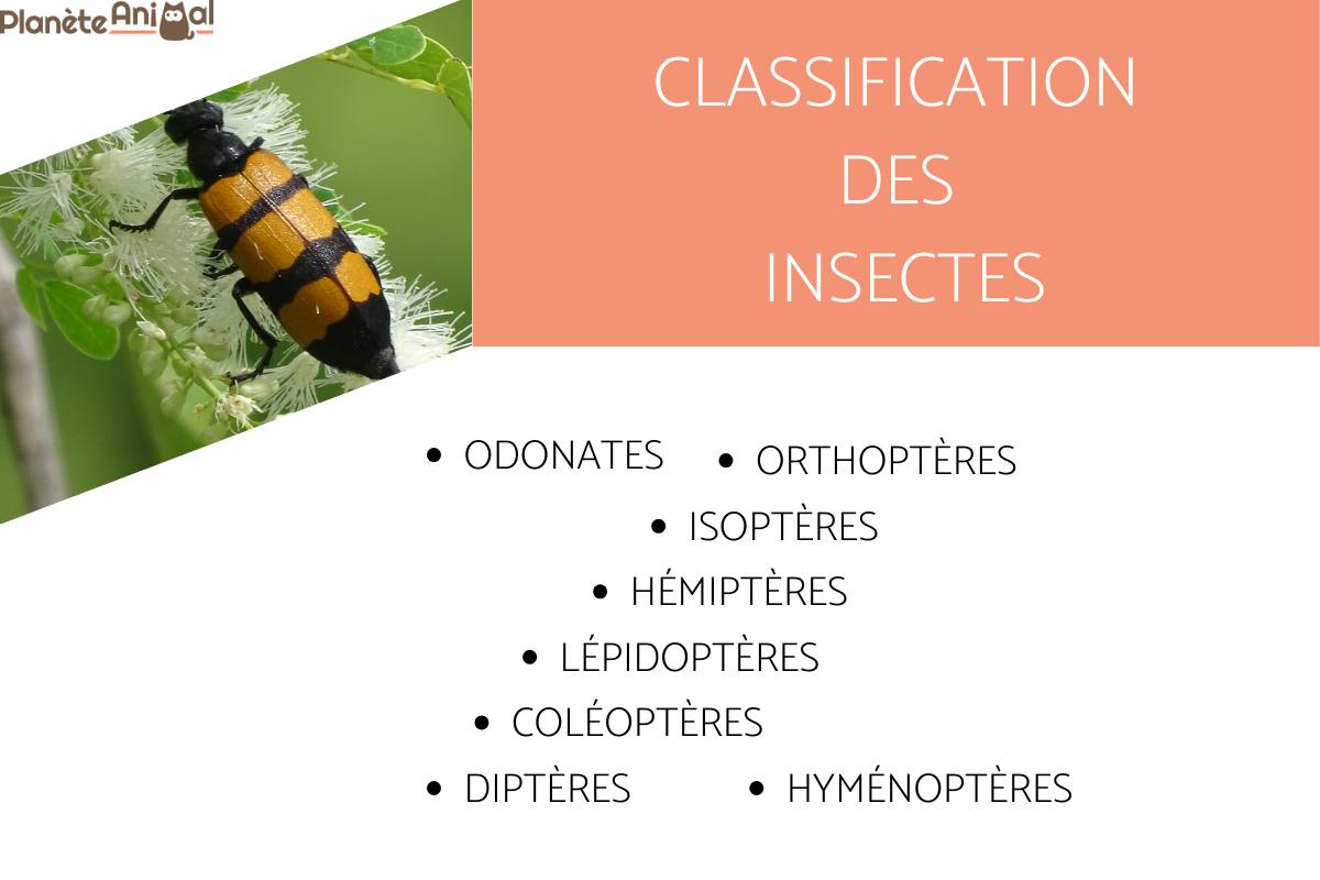 Les NOMS des INSECTES avec PHOTOS - Caractéristiques et Liste