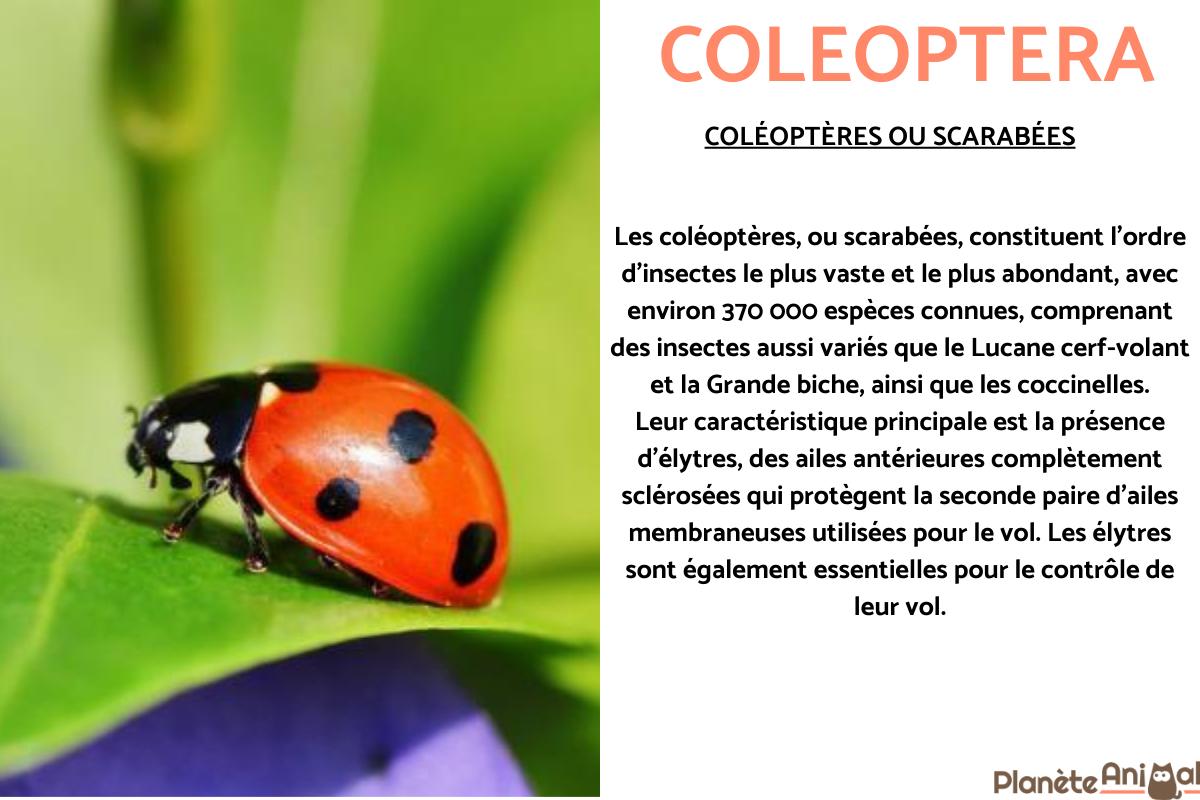 Les NOMS des INSECTES avec PHOTOS - Caractéristiques et Liste
