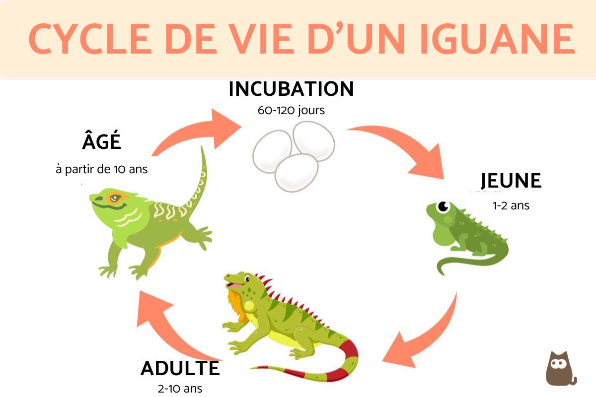 Durée de vie d'un iguane