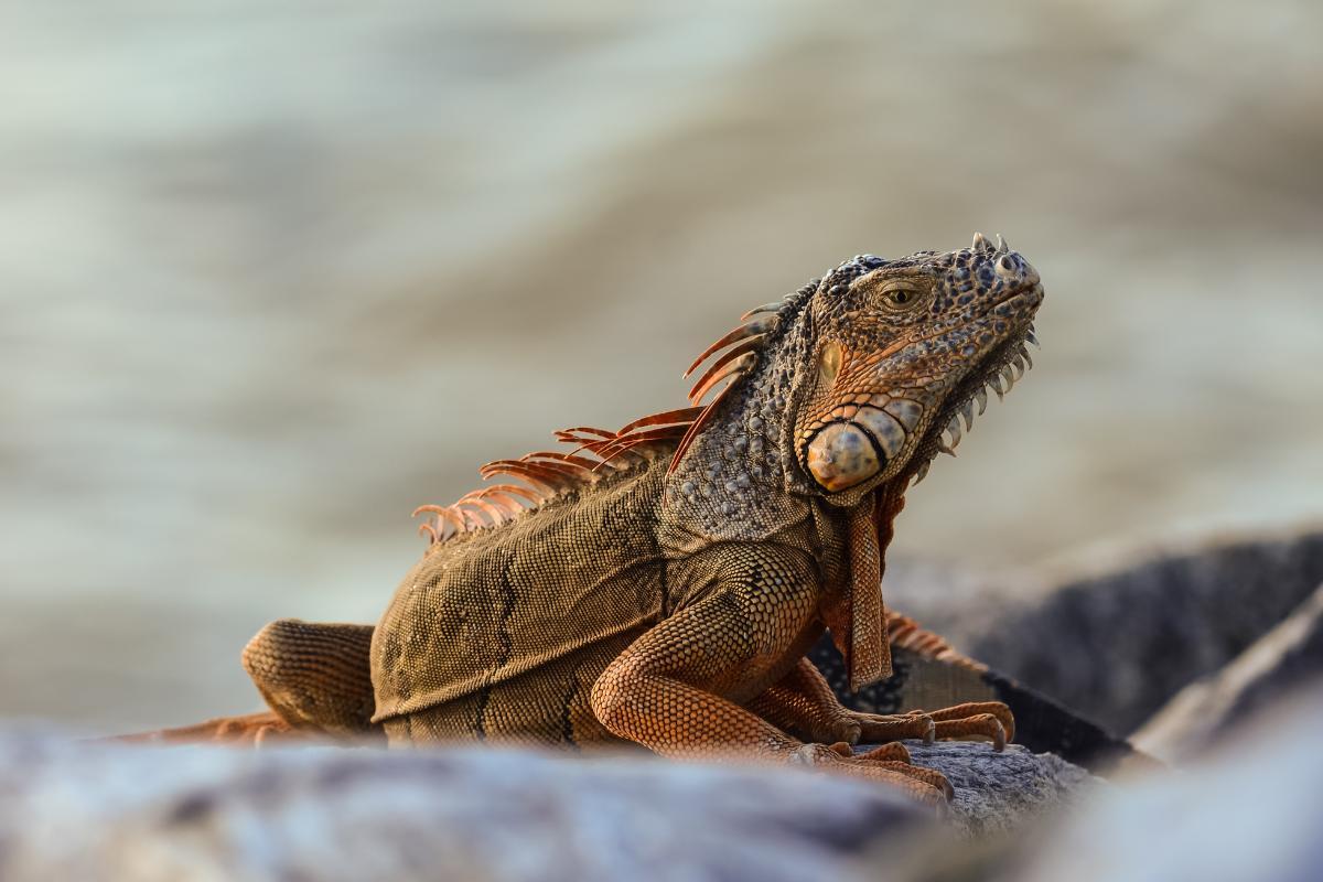 Durée de vie d'un iguane