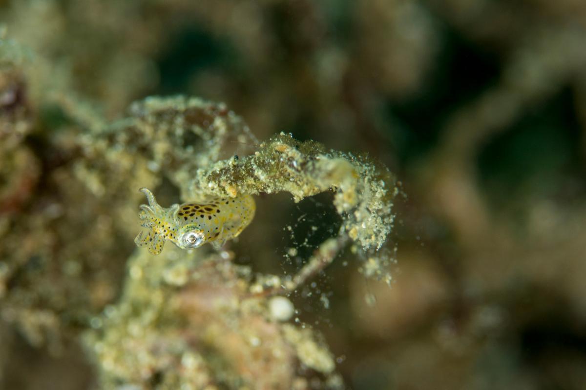 +10 Types de calamars - NOMS et PHOTOS des espèces de calamars