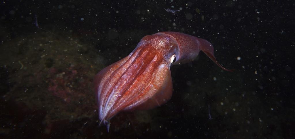 +10 Types de calamars - NOMS et PHOTOS des espèces de calamars