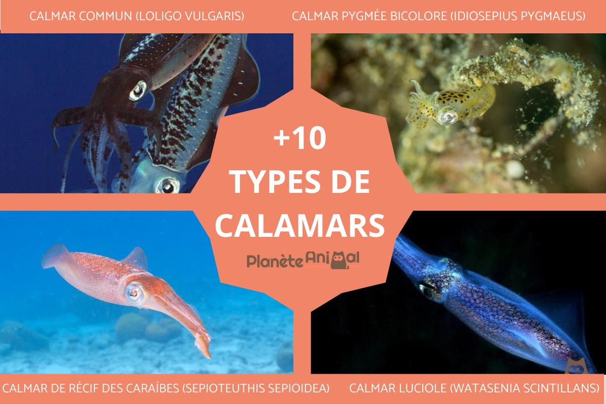 +10 Types de calamars - NOMS et PHOTOS des espèces de calamars