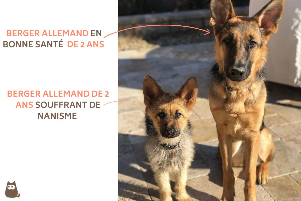 Nanisme Du Chien Chien Nain Ou Nanisme Chez Le Chien : Explications