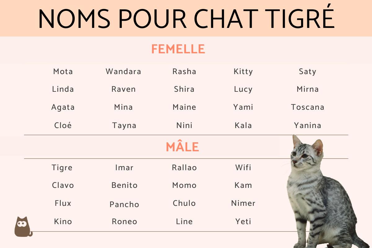 +120 NOMS pour CHAT TIGRÉ
