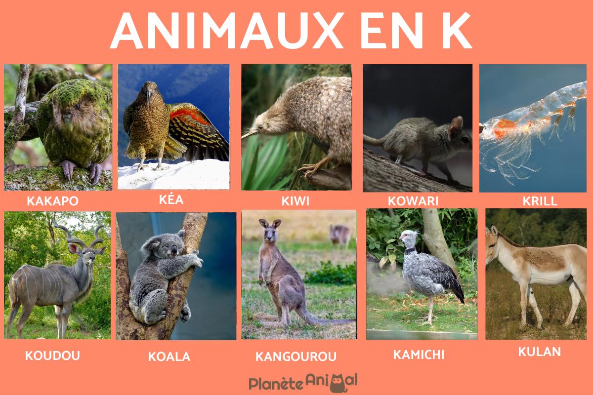 12 ANIMAUX en K avec PHOTOS