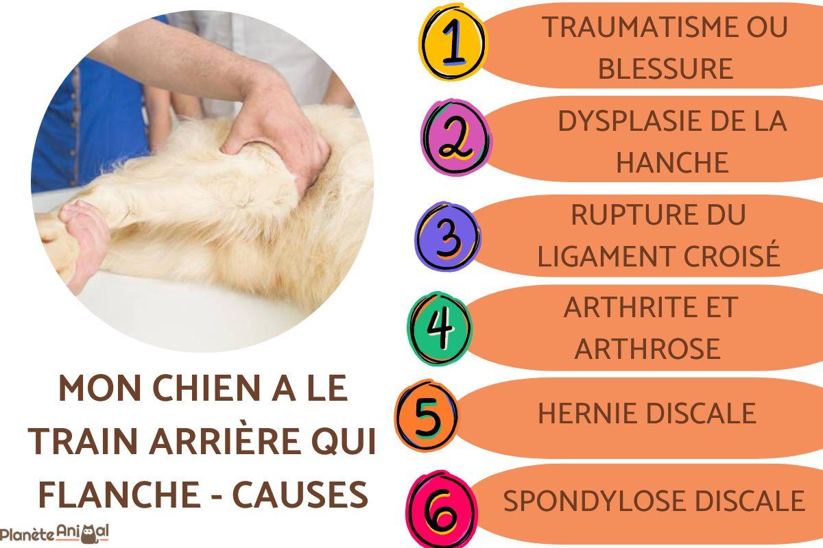 Mon chien a le train arrière qui flanche - Causes
