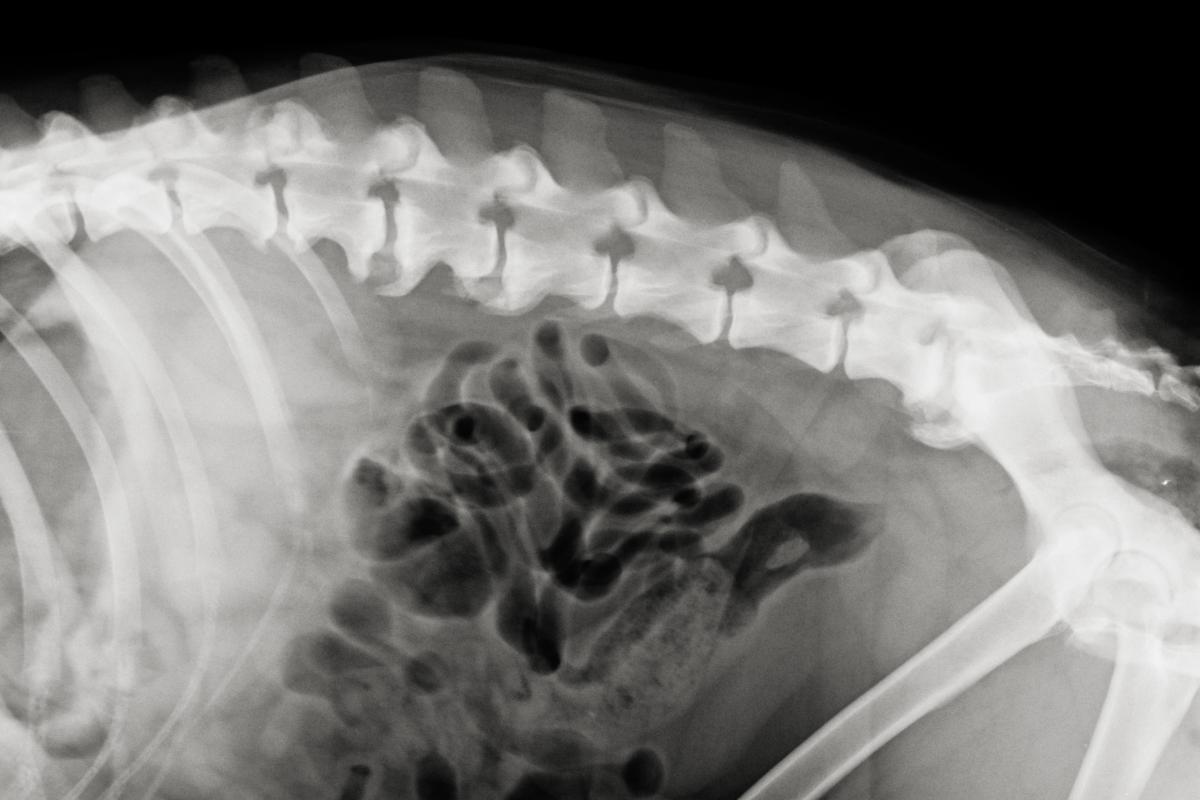 Mon chien a le train arrière qui flanche - Causes