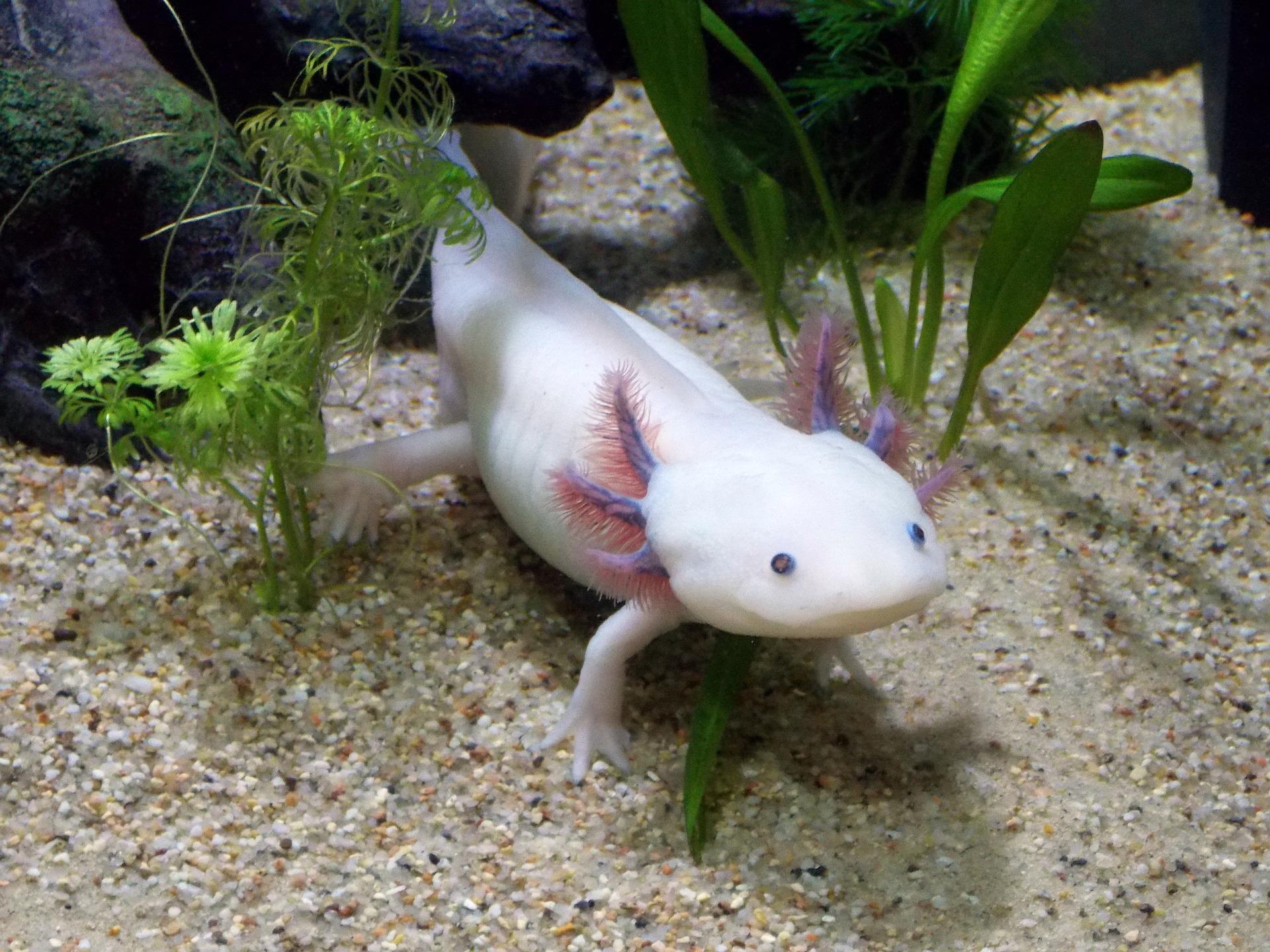POISSONS avec des PATTES - Noms et photos