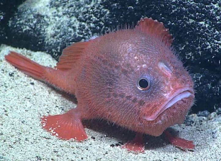 POISSONS avec des PATTES - Noms et photos