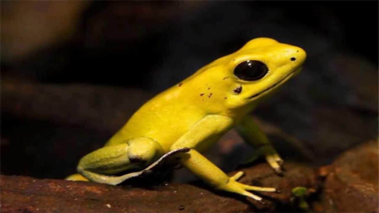 Les 10 ANIMAUX les plus VENIMEUX du MONDE