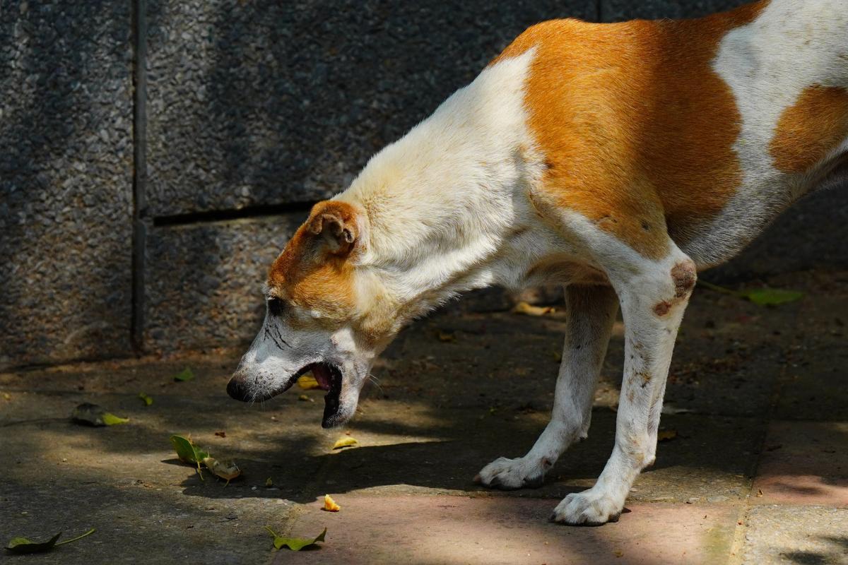 Mon chien vomit marron : causes et traitement