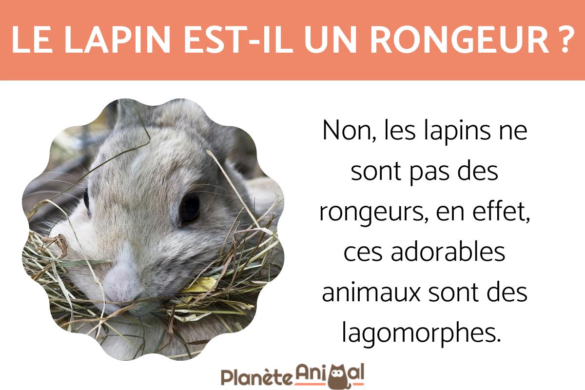 Le lapin est-il un RONGEUR ? - Vrai ou FAUX