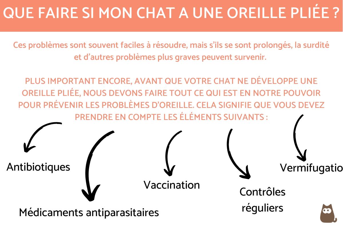 Mon chat a une oreille pliée - Causes et que faire