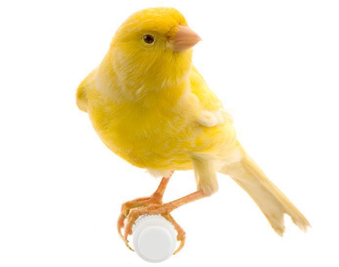 Améliorer le chant de son canari - Conseil sur les canaris