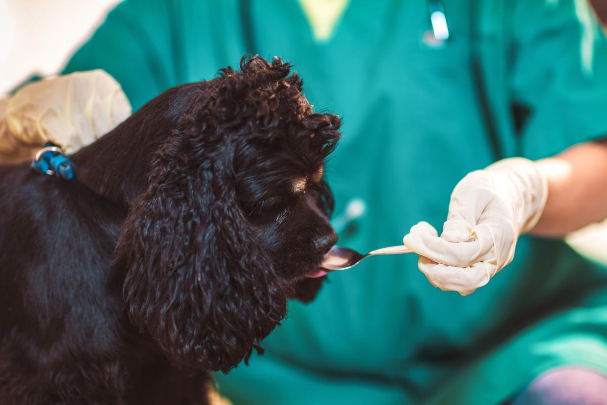 ENTEROGERMINA pour CHIEN - POSOLOGIE, UTILISATION et EFFETS SECONDAIRES