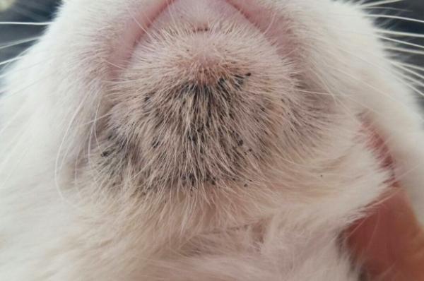 MALADIES de PEAU du CHAT - PHOTOS, SYMPTÔMES et TRAITEMENT