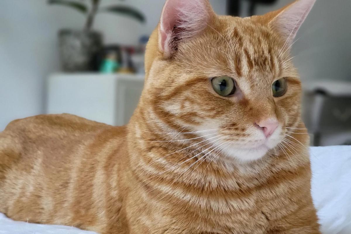 Cycle de VIE du CHAT - Étape de VIE