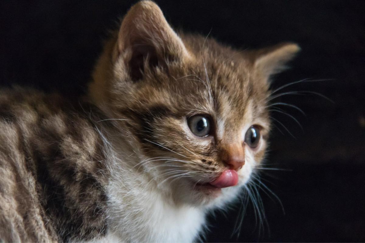 Cycle de VIE du CHAT - Étape de VIE