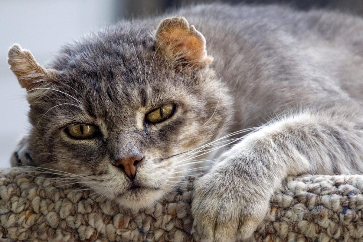 Cycle de VIE du CHAT - Étape de VIE