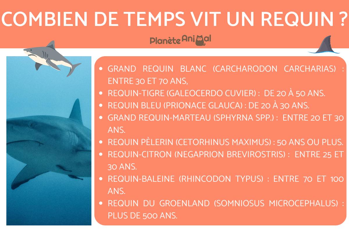 Durée de vie du requin - Combien de temps vit un requin