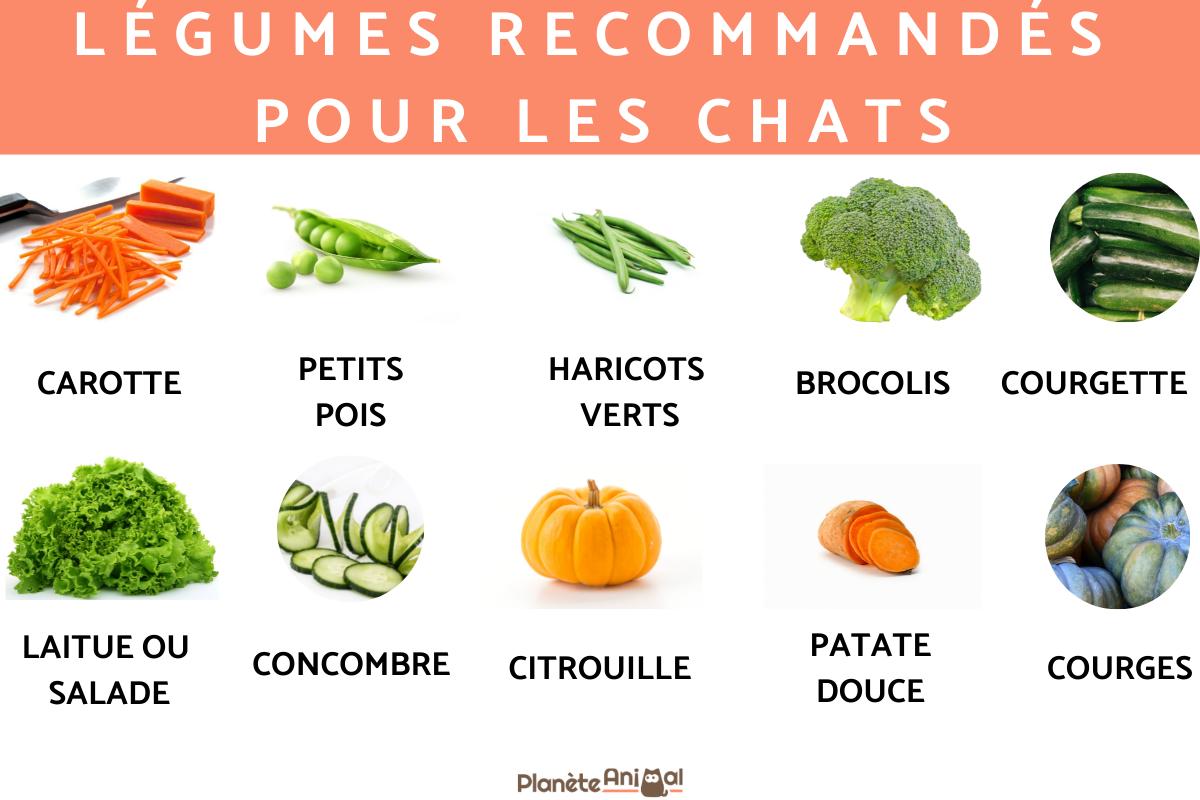 Fruits et légumes recommandés pour les chats - Tout savoir