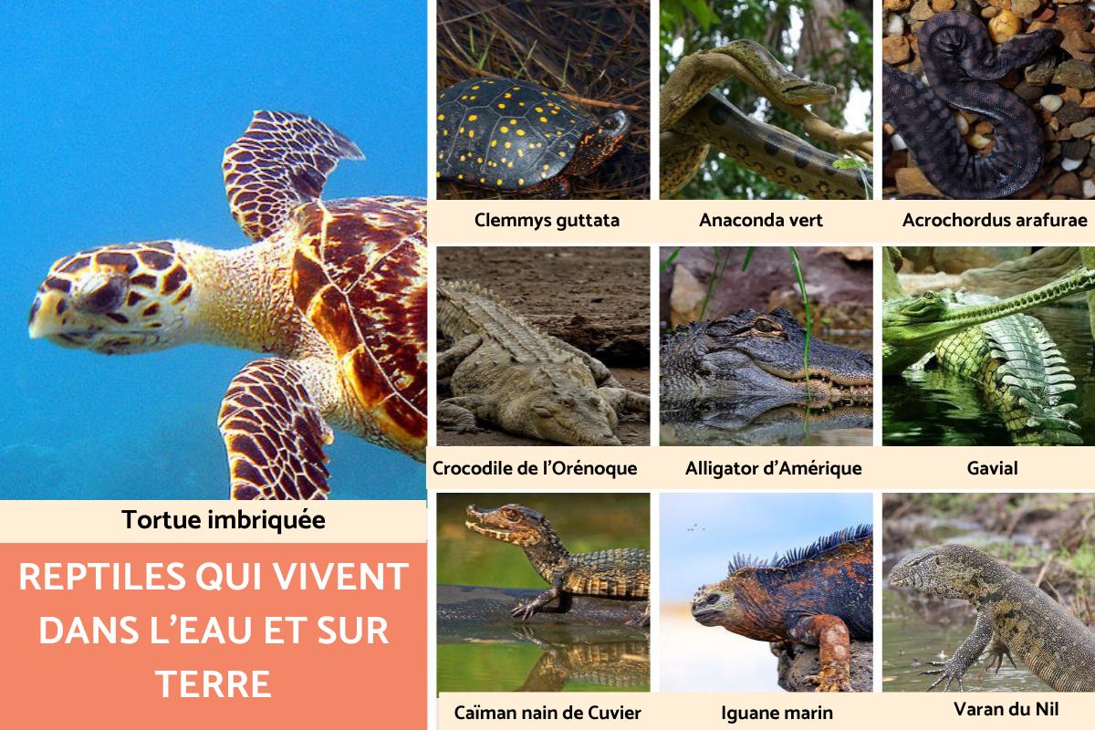 Animaux qui vivent dans l'eau et sur terre - Espèces et photos