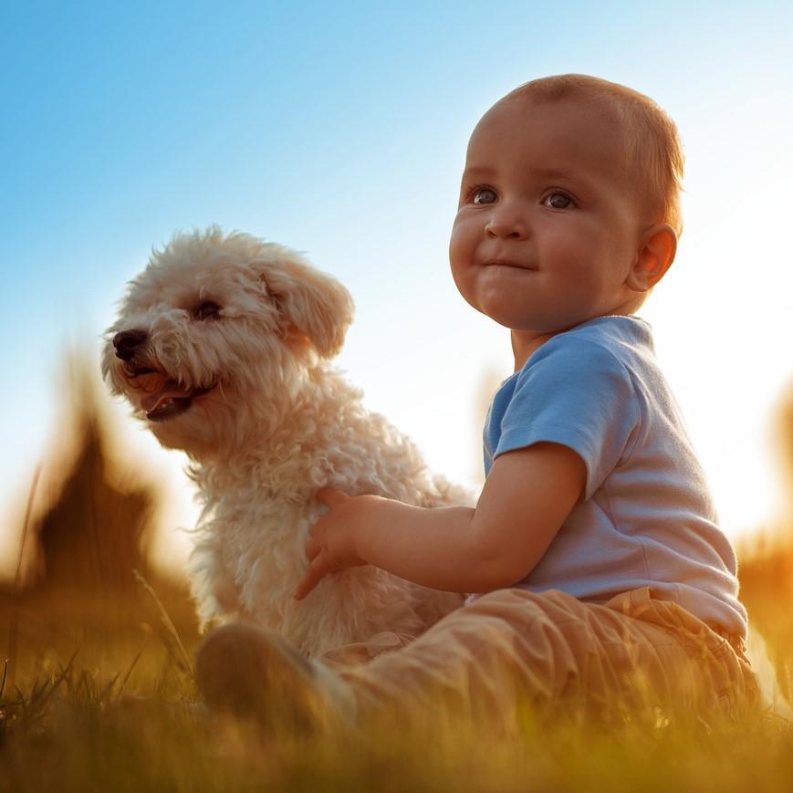 Comportement du chien avec le bébé