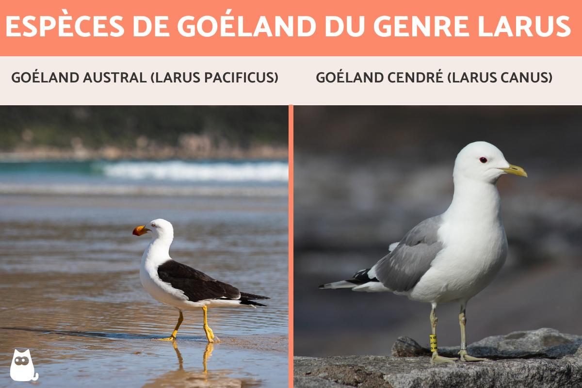 +10 Espèces de goéland et de mouette
