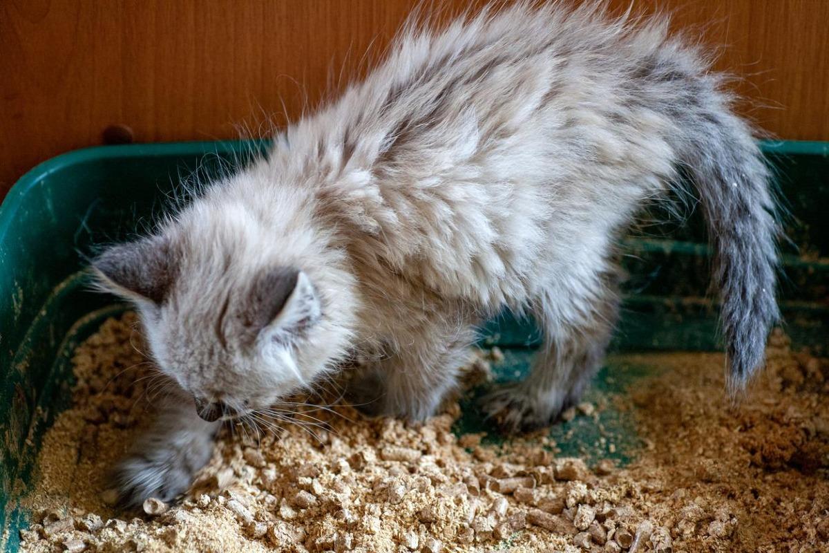 Mon chat est constipé depuis 3 jours - Causes et solutions