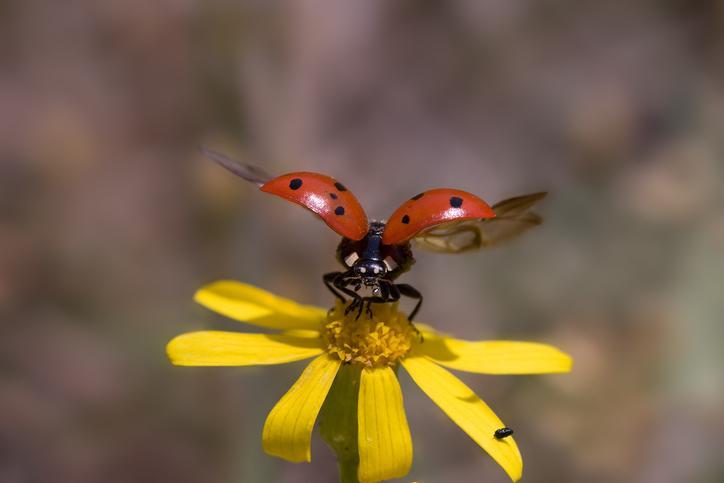 Insectes volants - Noms, Caractéristiques et Photos