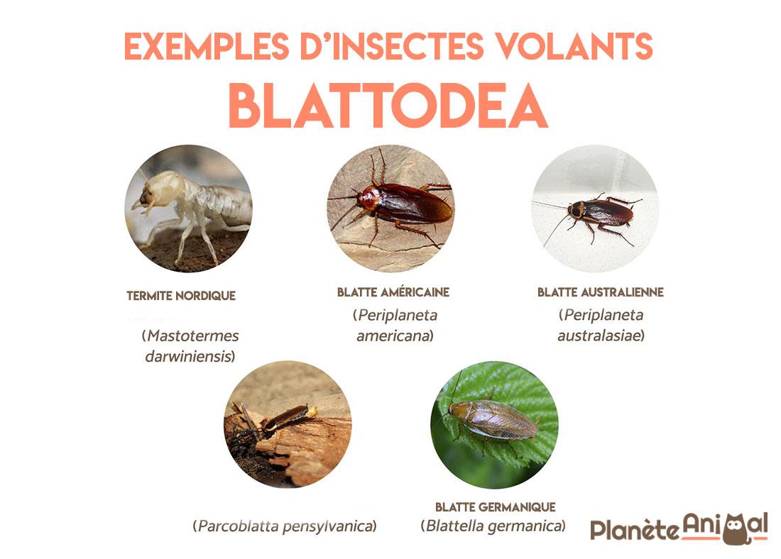 Insectes volants - Noms, Caractéristiques et Photos