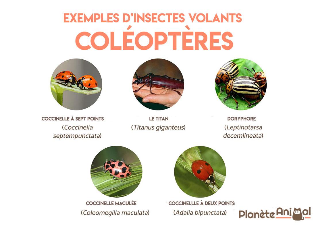 Insectes volants - Noms, Caractéristiques et Photos