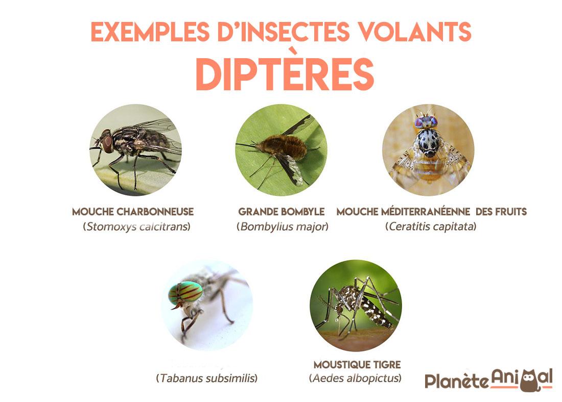 Insectes volants - Noms, Caractéristiques et Photos