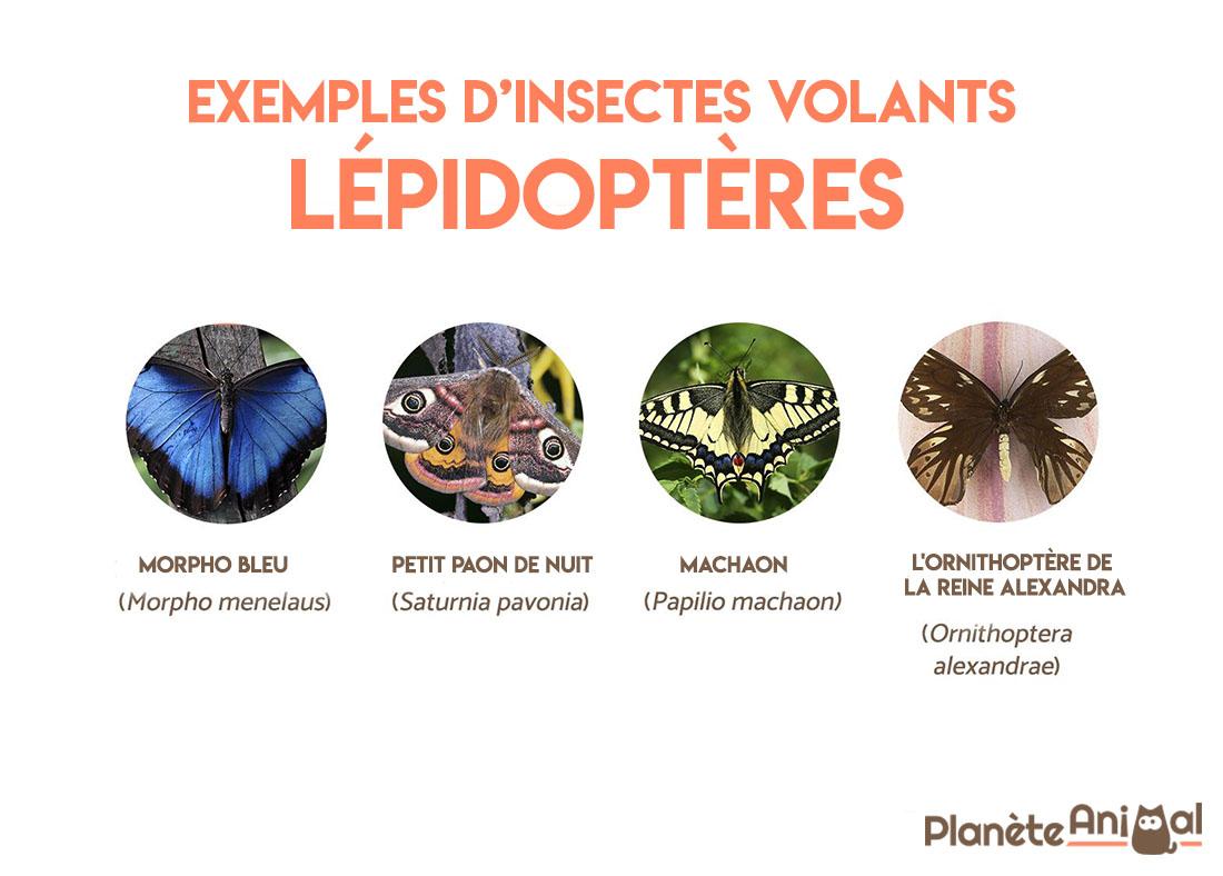 Insectes volants - Noms, Caractéristiques et Photos