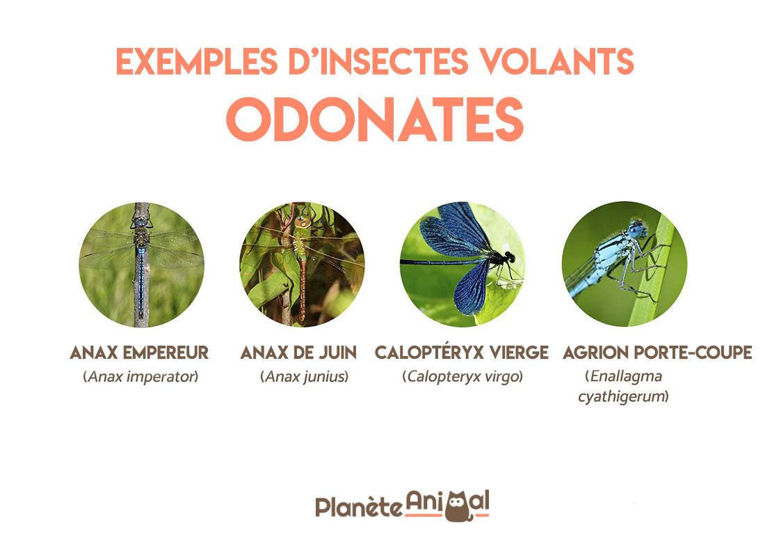 Insectes volants - Noms, Caractéristiques et Photos