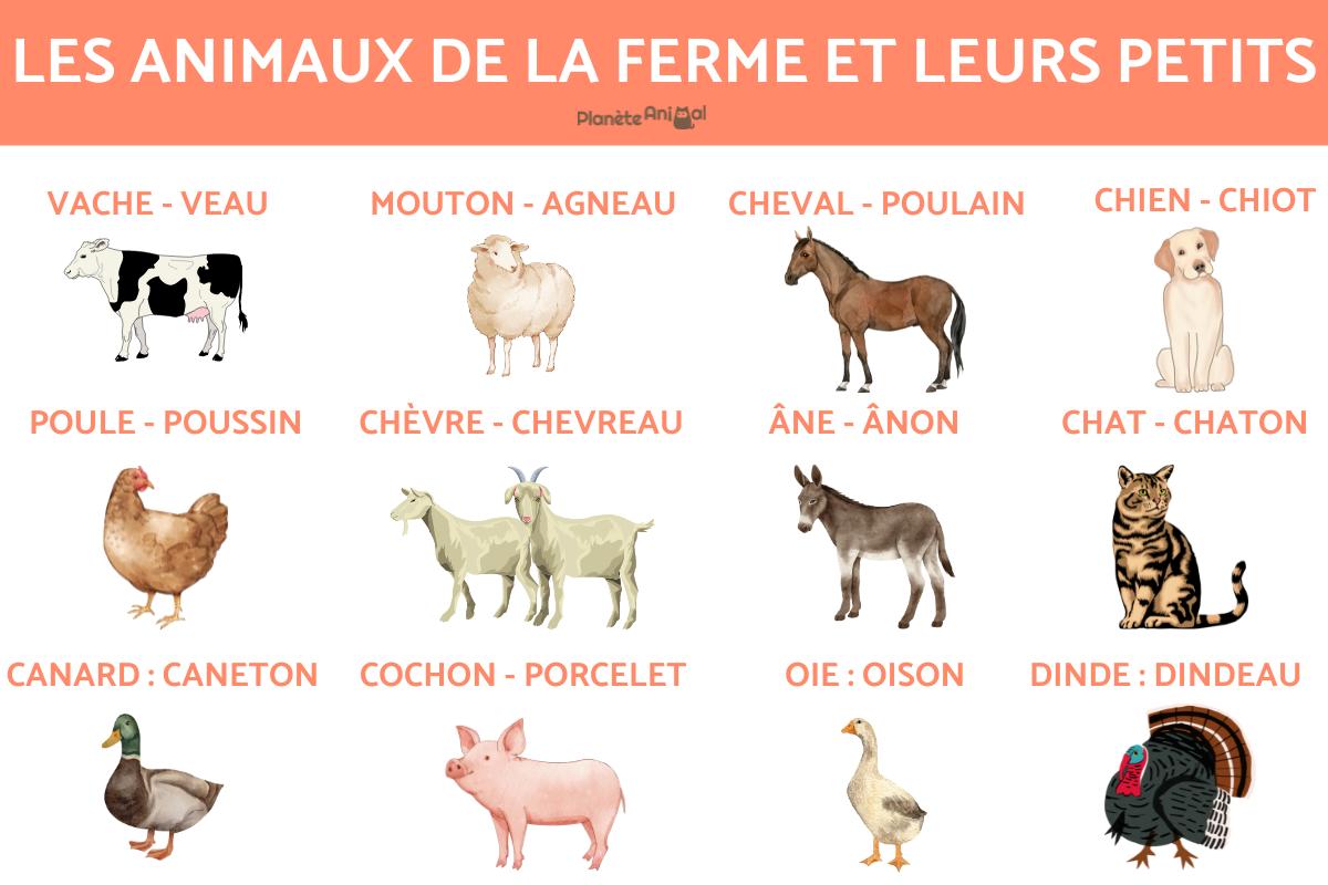 TOP 13 des animaux de la FERME - avec PHOTOS et VIDÉO