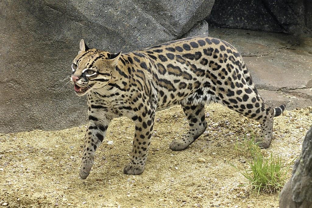 10 ANIMAUX TYPIQUES du MEXIQUE - avec PHOTOS et CARACTÉRISTIQUES