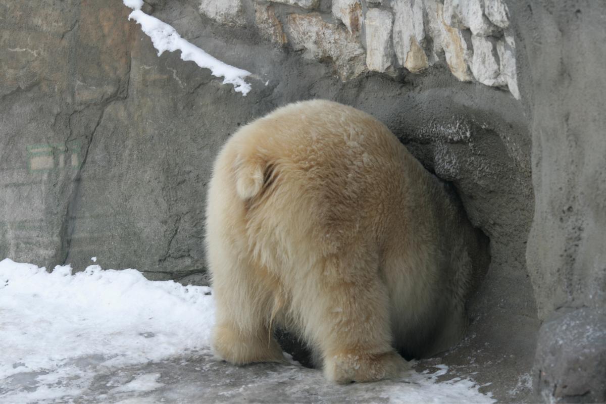 Exposé sur l'ours polaire - 18 Faits curieux à propos de ce bel animal