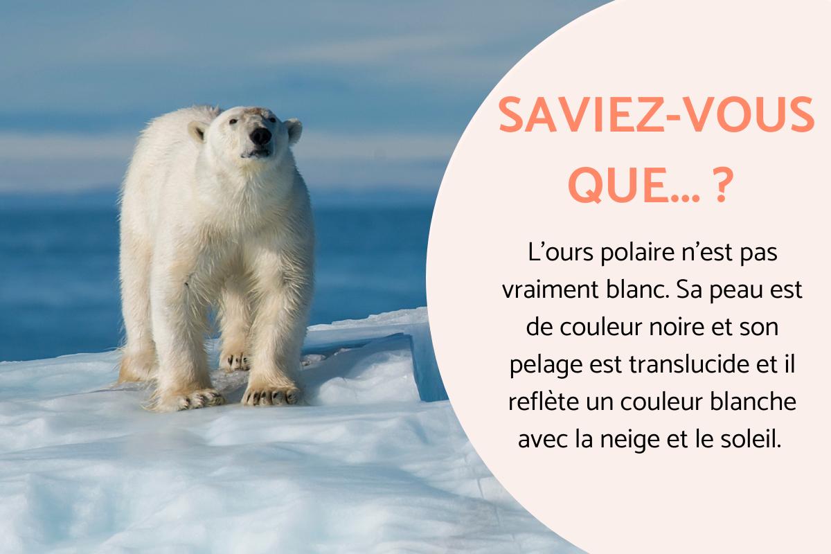 Exposé sur l'ours polaire - 18 Faits curieux à propos de ce bel animal