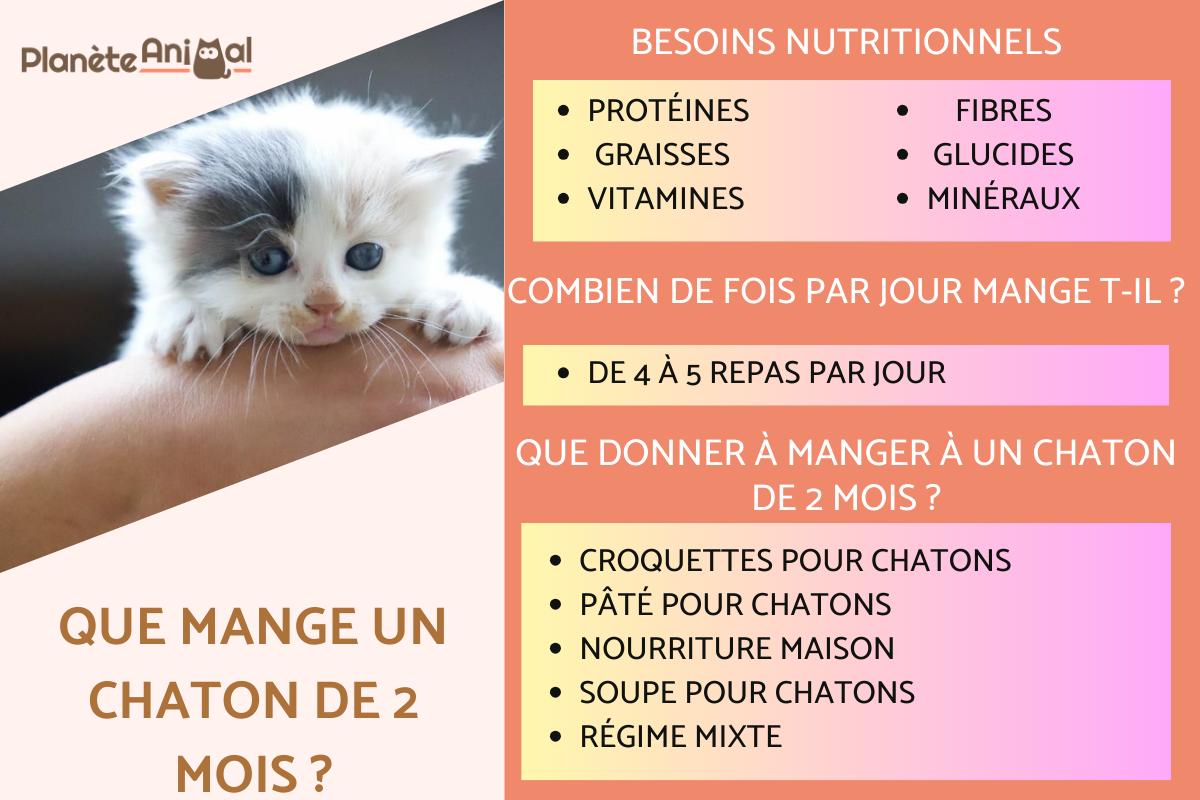 Que mange un chaton de 2 mois ? - Guide complet