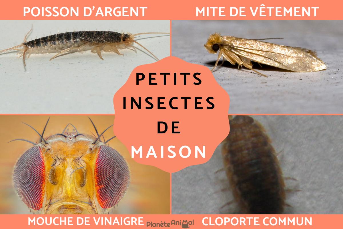 Les 10 plus PETITS INSECTES du MONDE avec PHOTOS