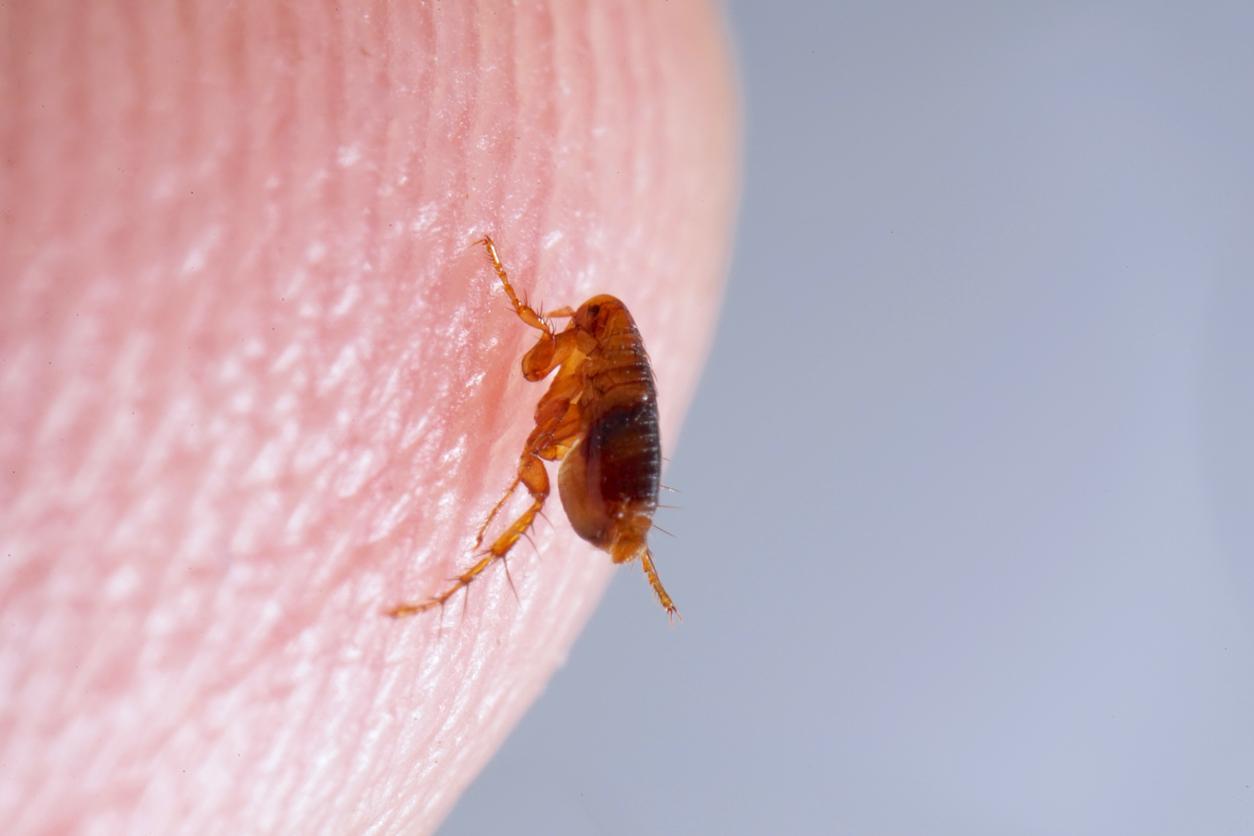 Les 10 plus PETITS INSECTES du MONDE avec PHOTOS