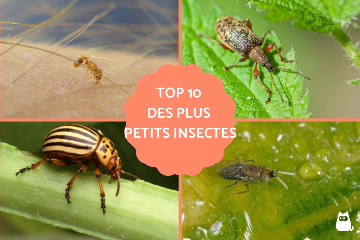 Les 10 plus PETITS INSECTES du MONDE avec PHOTOS